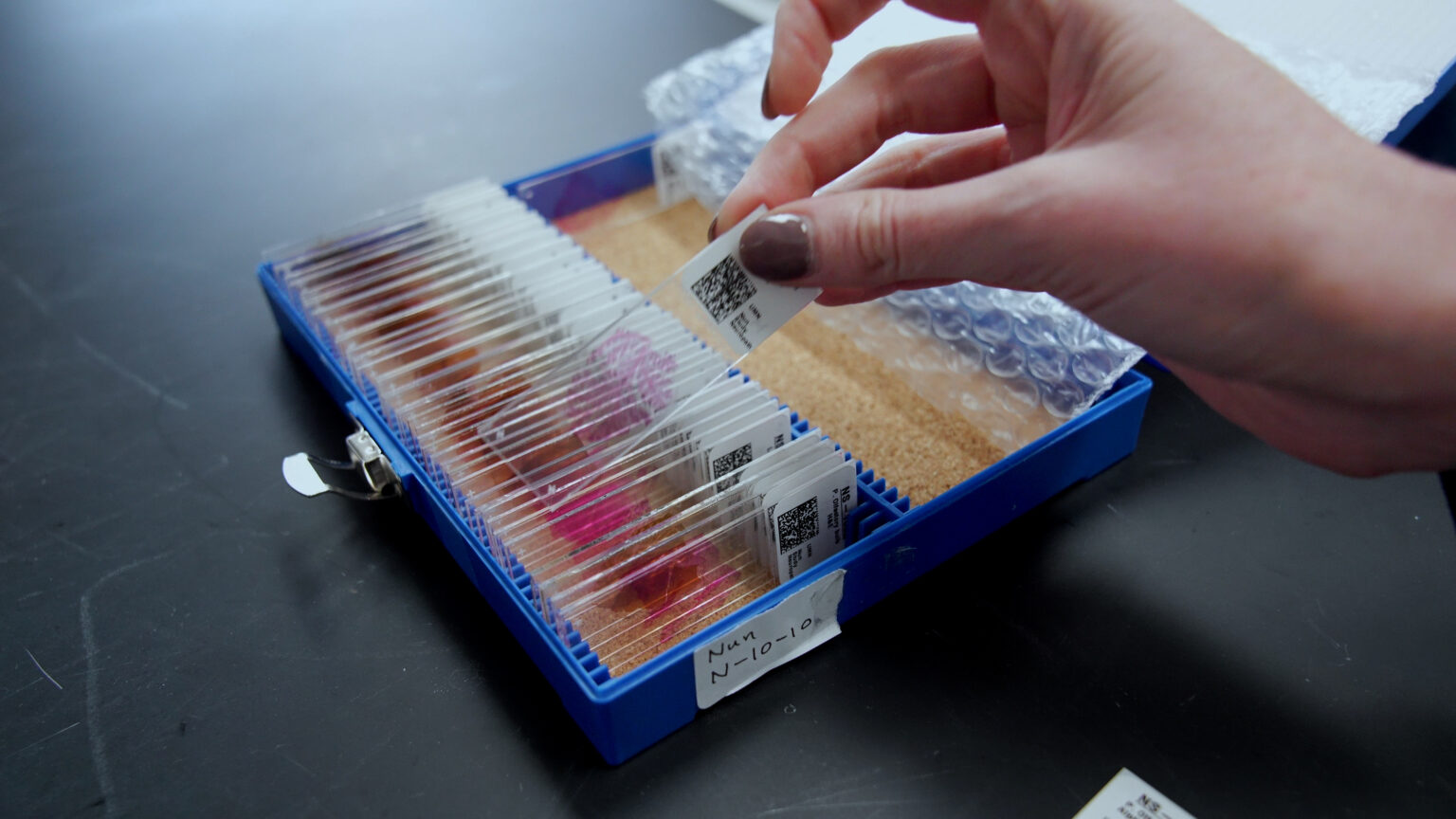 Nun Study - School Sisters of Notre Dame